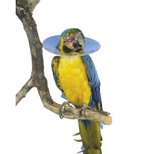Buster Collar for Birds